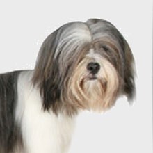Perro Lhasa Apso o Lhassa Terrier | Perros callejeros
