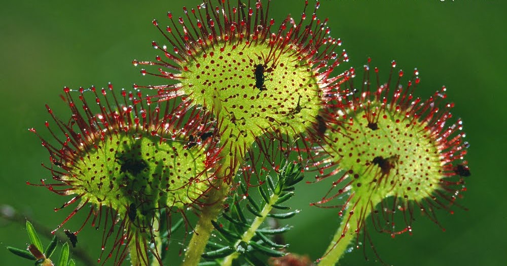 Ciudad-dormida: Atrapamoscas (Drosera rotundifolia), una planta ...