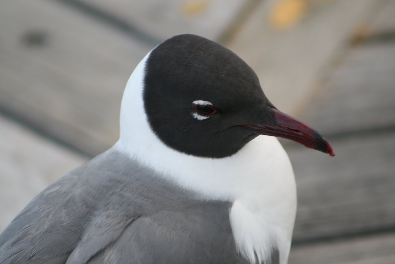 Birdland West: Fledglings in Seattle, Gulls in New Jersey