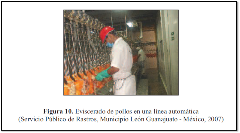 MATANZA DE AVES DE MANERA INDUSTRIAL Y MANUAL: ETAPAS DEL PROCESO DE ...