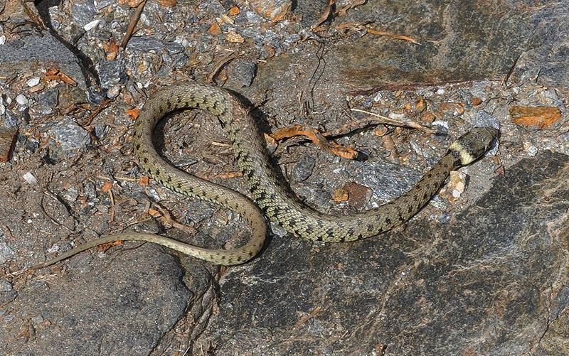 El Valle de Sabero: Culebras del Valle de Sabero