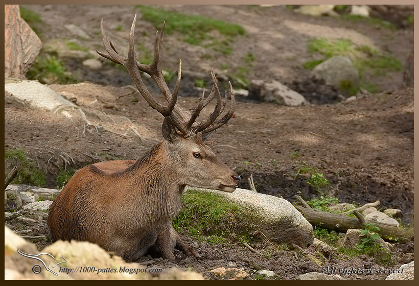 WILDLIFE GATEWAY: Cerf elaphe des Pyrénées