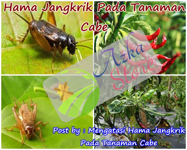 Mengatasi Hama Jangkrik Pada Tanaman Cabe ~ PHEFOC HCS (Pestisida ...