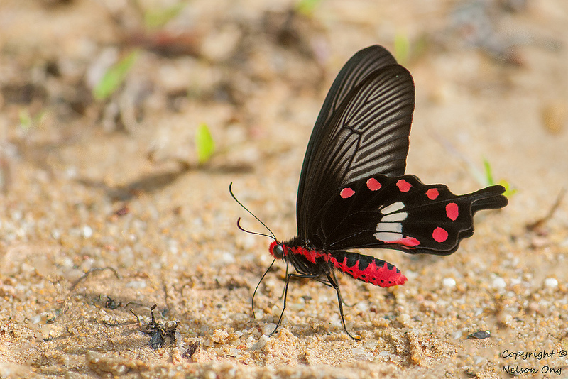 Butterflies of Singapore: Butterflies Galore! : Common Rose