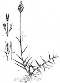 RUMPUT KEMUNCUP - KENALI DIA | PERTANIAN REZEKI