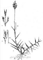 Petak Semai: KEMUNCUP