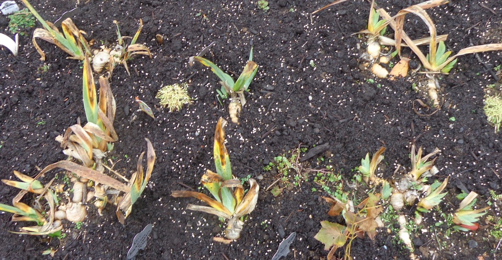 Daniel's Pacific NW Garden: Bearded Iris Raised Beds
