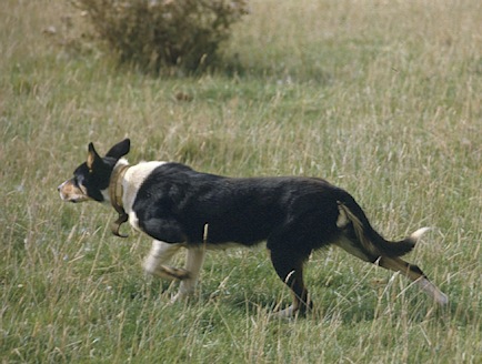 Woolshed 1: Farm working Dogs in New Zealand. 1. Breeds.