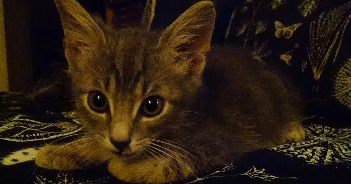 Of Practical Cats: Auggie Pullman and the Cleft Lip