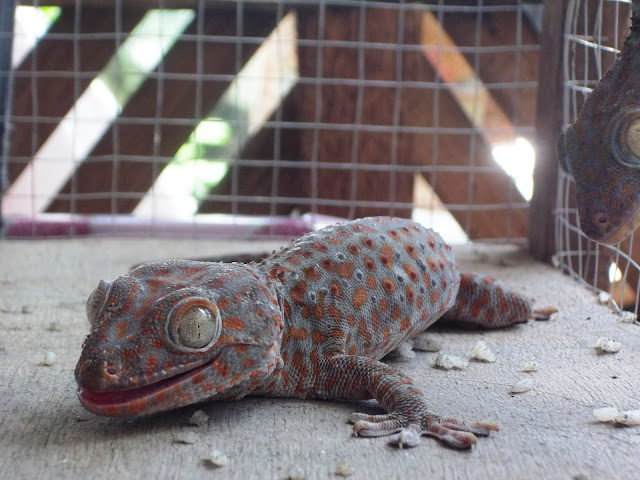 Philippine Tokay Gecko ~ Emotera Clicks