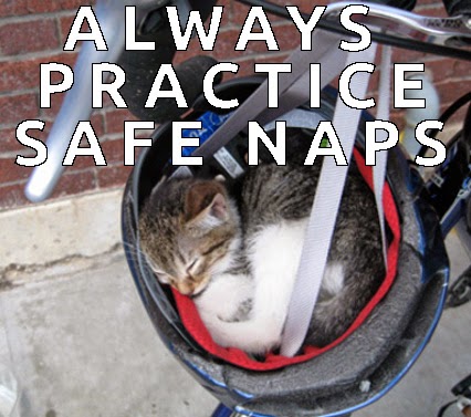 Great Cats Be Funny BLOG: Cat Memes and Pics