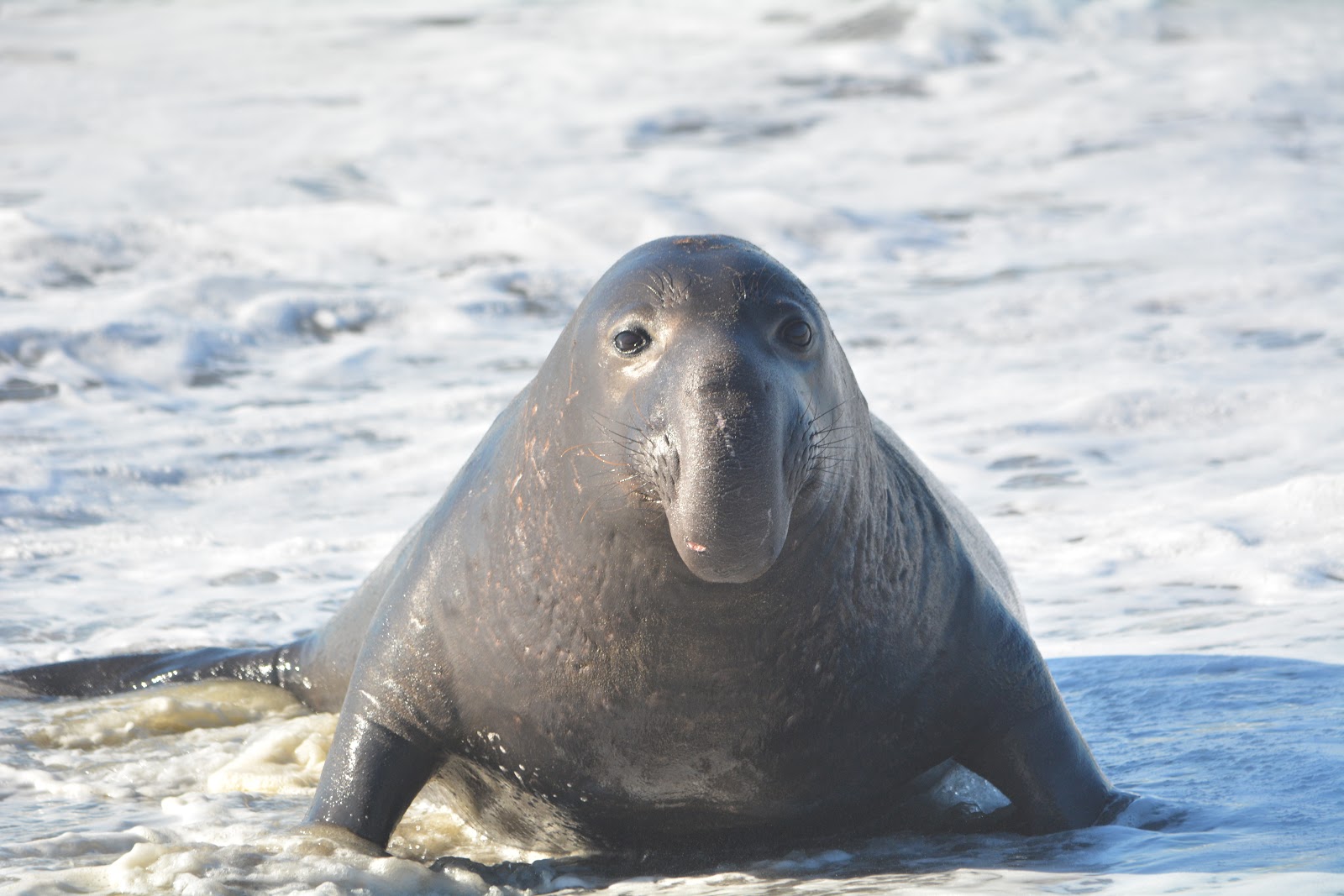 Tough is not enough: Elephant Sea Lions in San Simeon