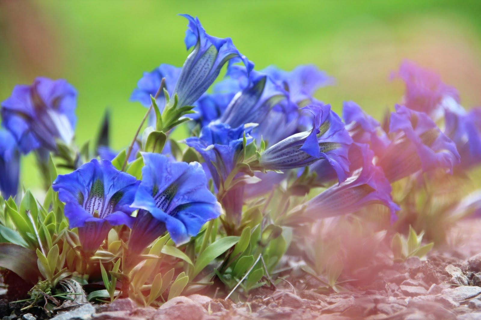 Dollsgardens: Enziane (Gentiana)