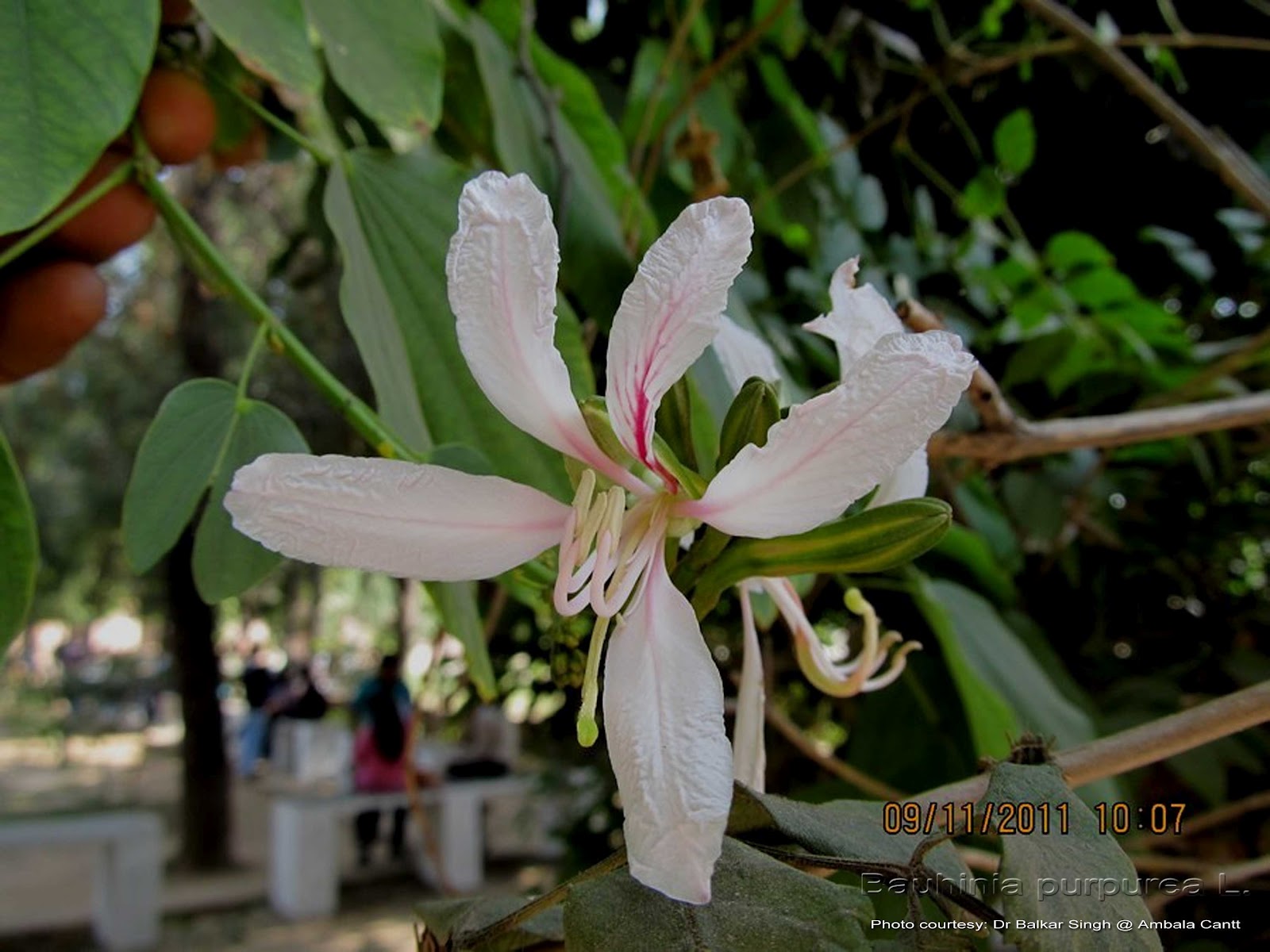 Medicinal Plants: Bauhinia purpurea, devakanchana, mandarai, Kanchanara