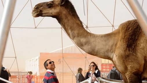WORLDS TALLEST CAMEL IN SAUDI ARABIA