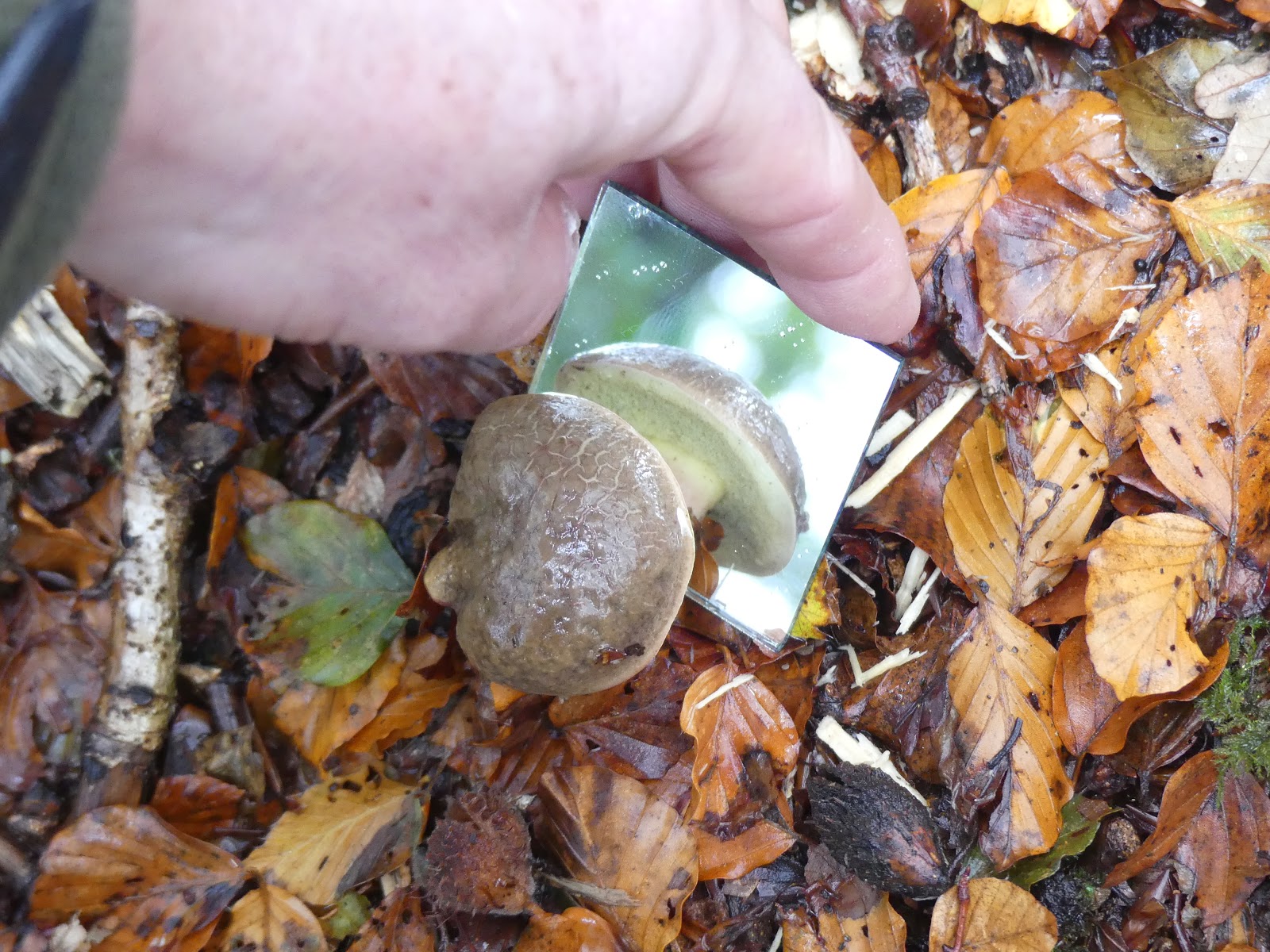 The Outdoor Traditionalist : Roger Phillips Mushroom Foray