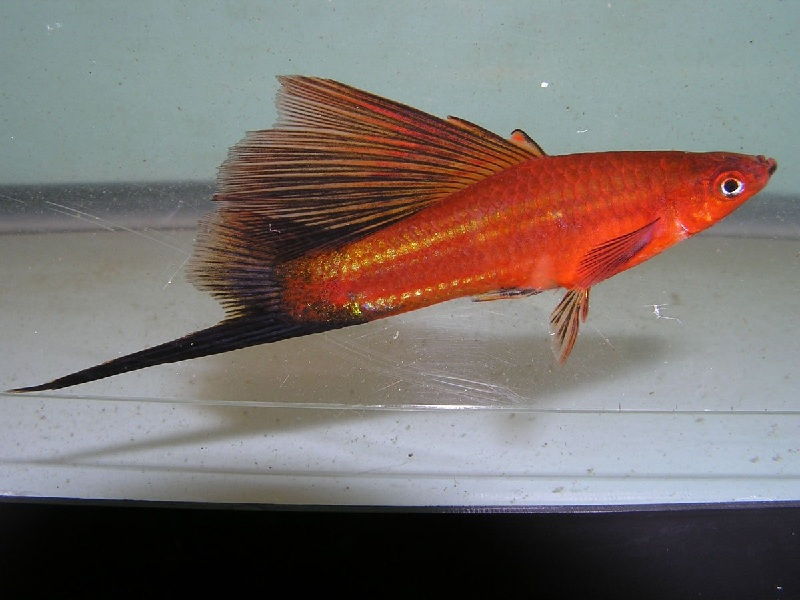 Budidaya Ikan Platy Pedang (Swordtail) - cara ternak ikan