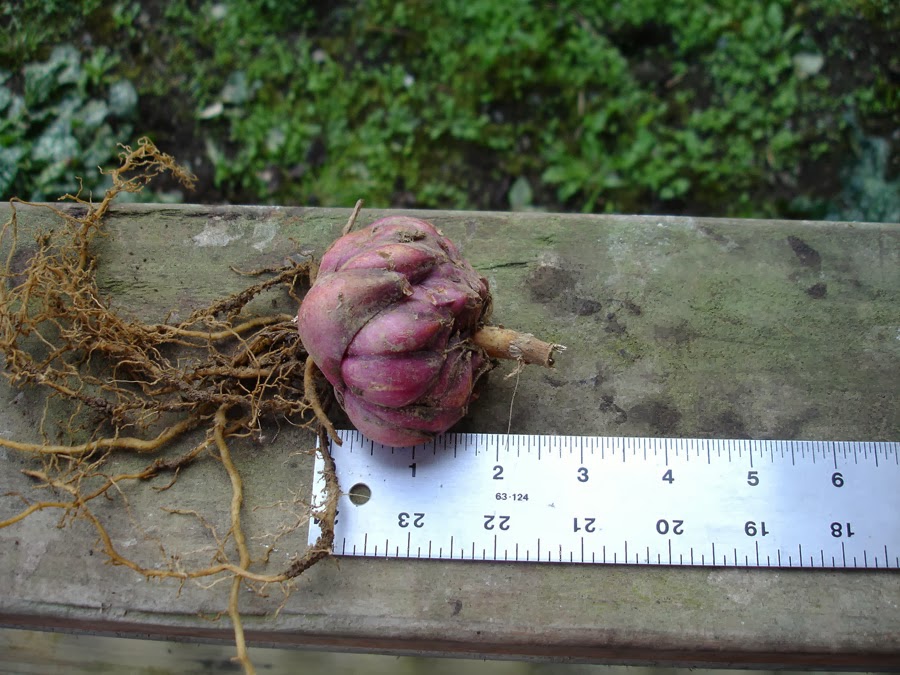 B&D Lilies Garden Blog: Photo Instruction for Dividing a Lily bulb.