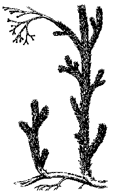 Escenarios prehistóricos: Asteroxylon