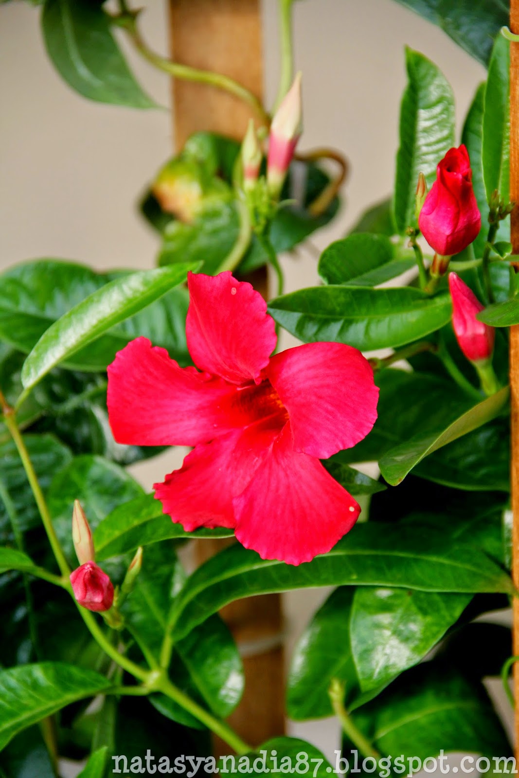 Natasya Nadia: Bunga Mandevilla