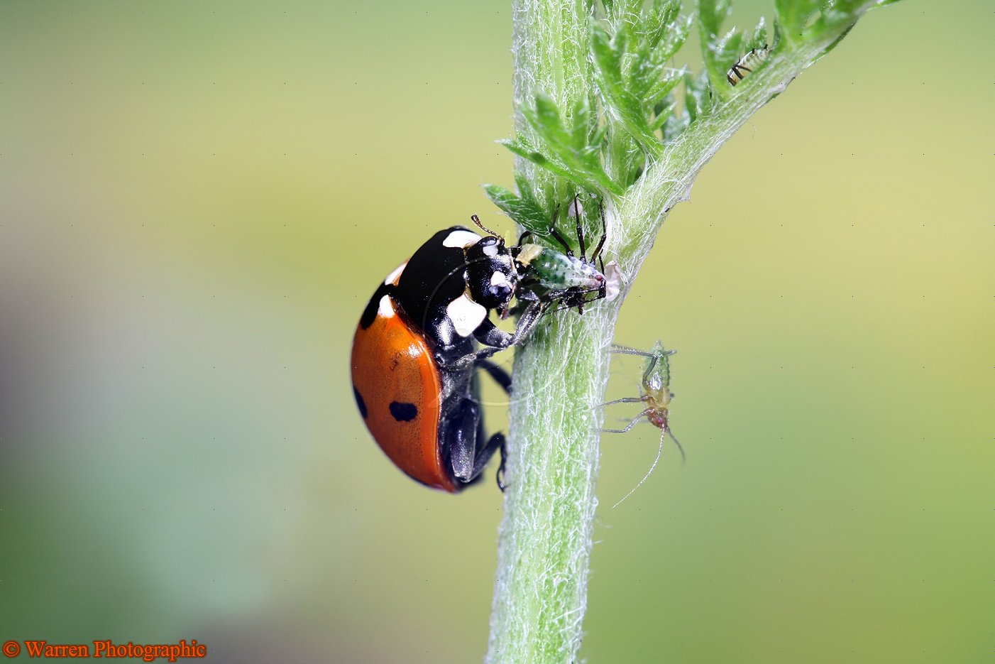 Backyard Safari Survey: Top Ladybird Facts