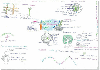 Magh Sci: Mind Map - Transport in Flowering Plants