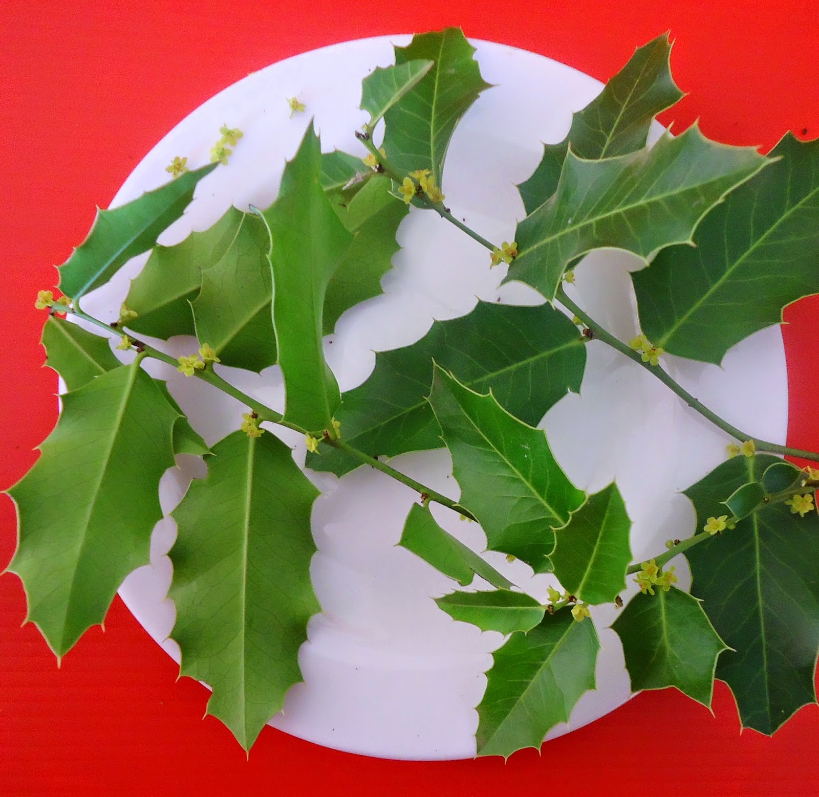 v e r d e c h a c o: Congorosa