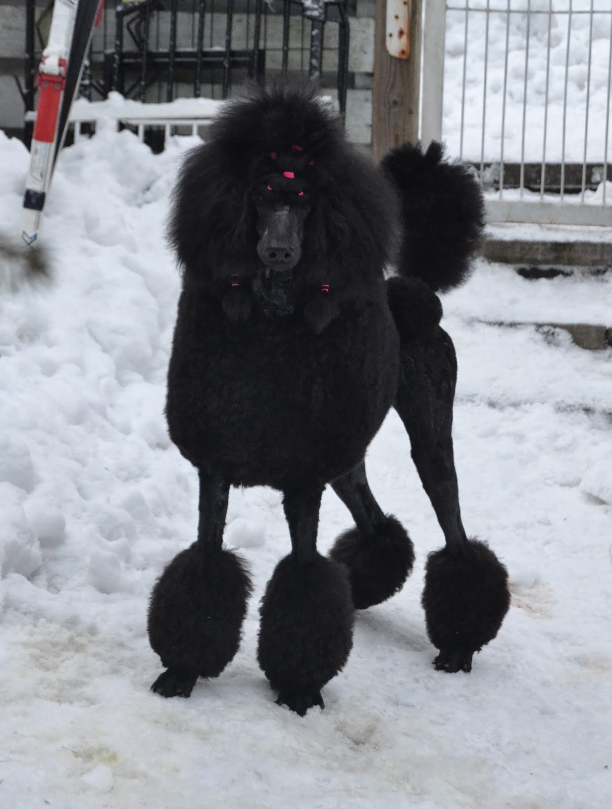 Muusapuudeli: Piitu, enkelikoira