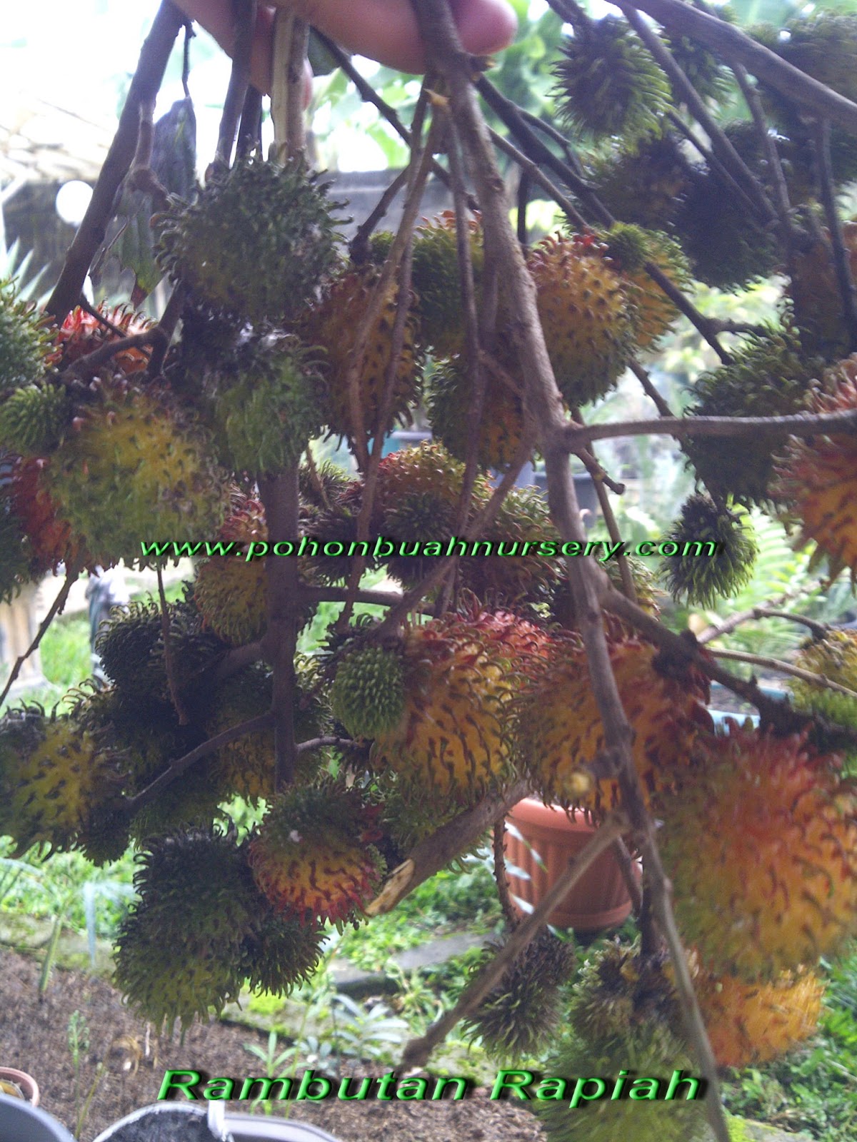 PBN: Rambutan Ace Rapiah