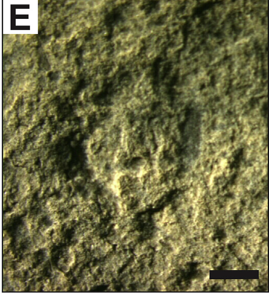 Sciency Thoughts: Putative discoidal fossils from the Ediacaran of ...