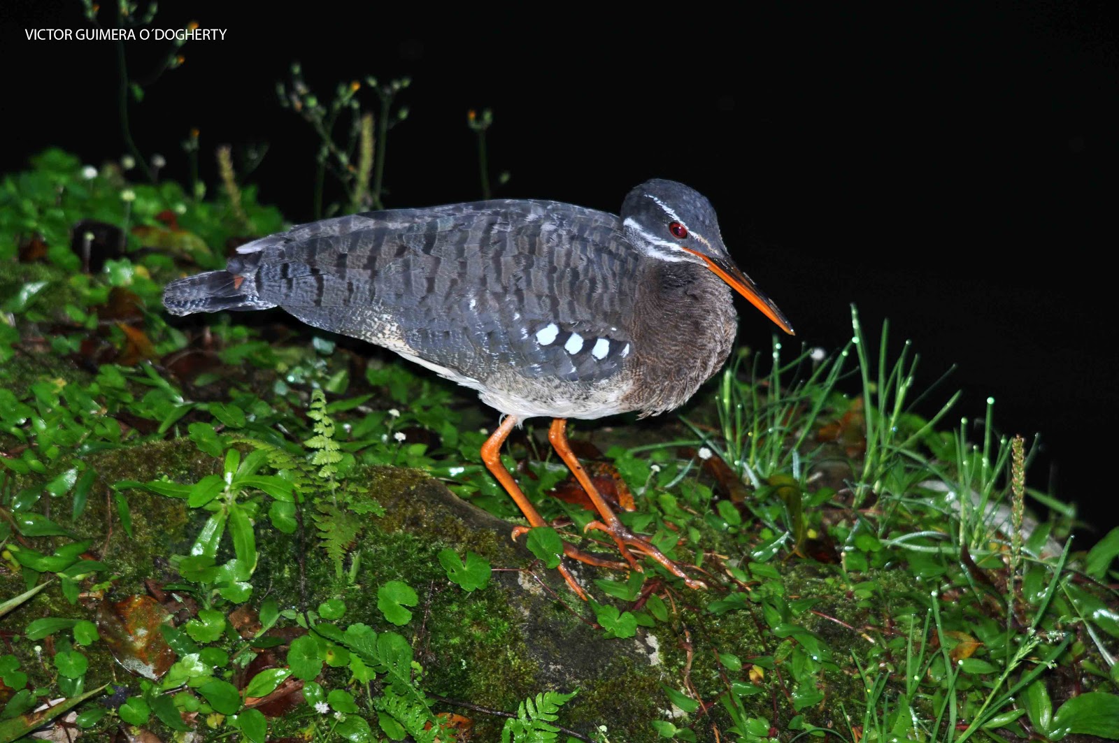 Mis imágenes de aves: DE NUEVO EL AVE SOL, ESTA VEZ AMERICANA.