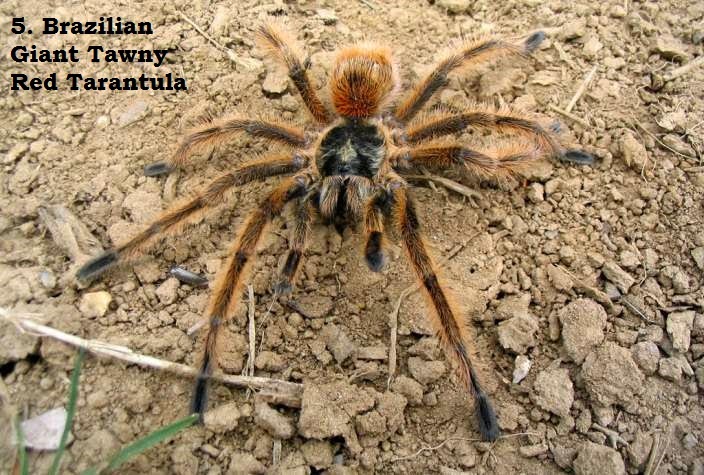 In Birdy's Eyes:: Lithuanian: Didžiausias pasaulyje voras