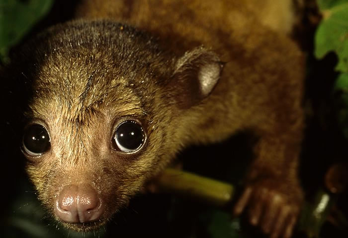 TVL: ANIMAL DA SEMANA - JUPARÁ