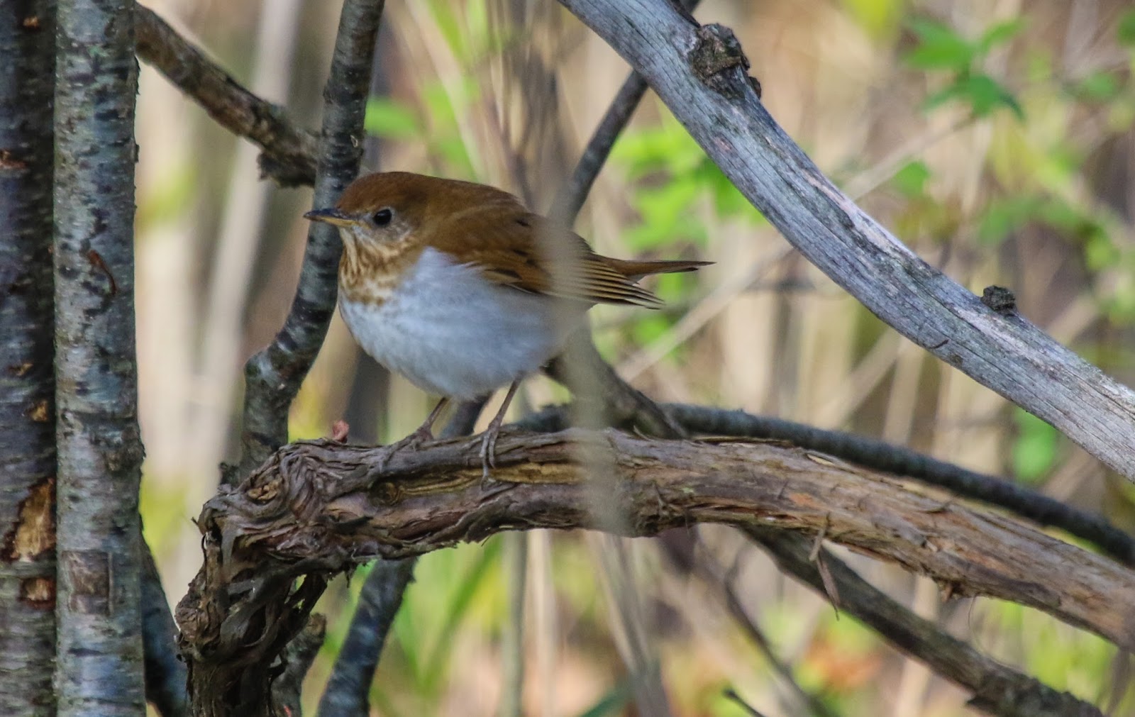 Gale's Photo and Birding Blog: Veery