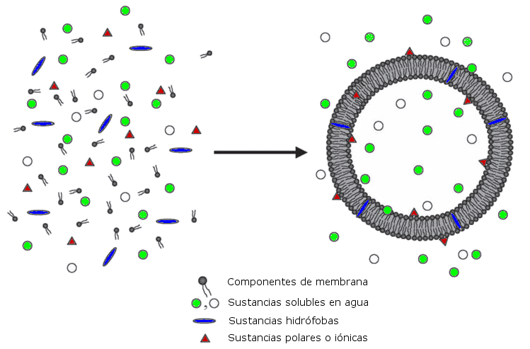 B.log.ia 2.0: Evolución prebiótica y origen de la vida II: de las ...
