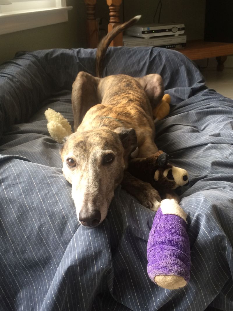 NEVER SAY NEVER GREYHOUNDS: Seven's Toe Amputation