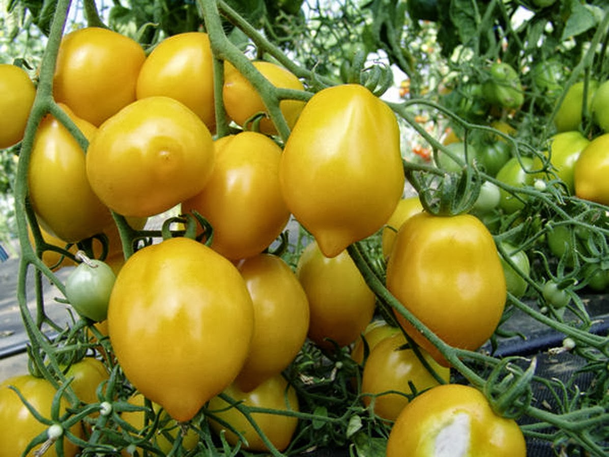 Seminte si plante de gradina hobby: Tomate Lemon Tree