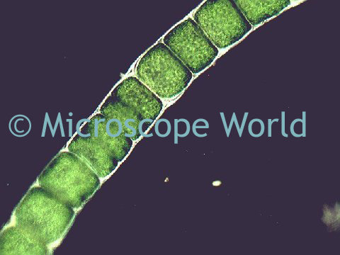 Microscope World Blog: Ocean Plankton and Its Various Sizes