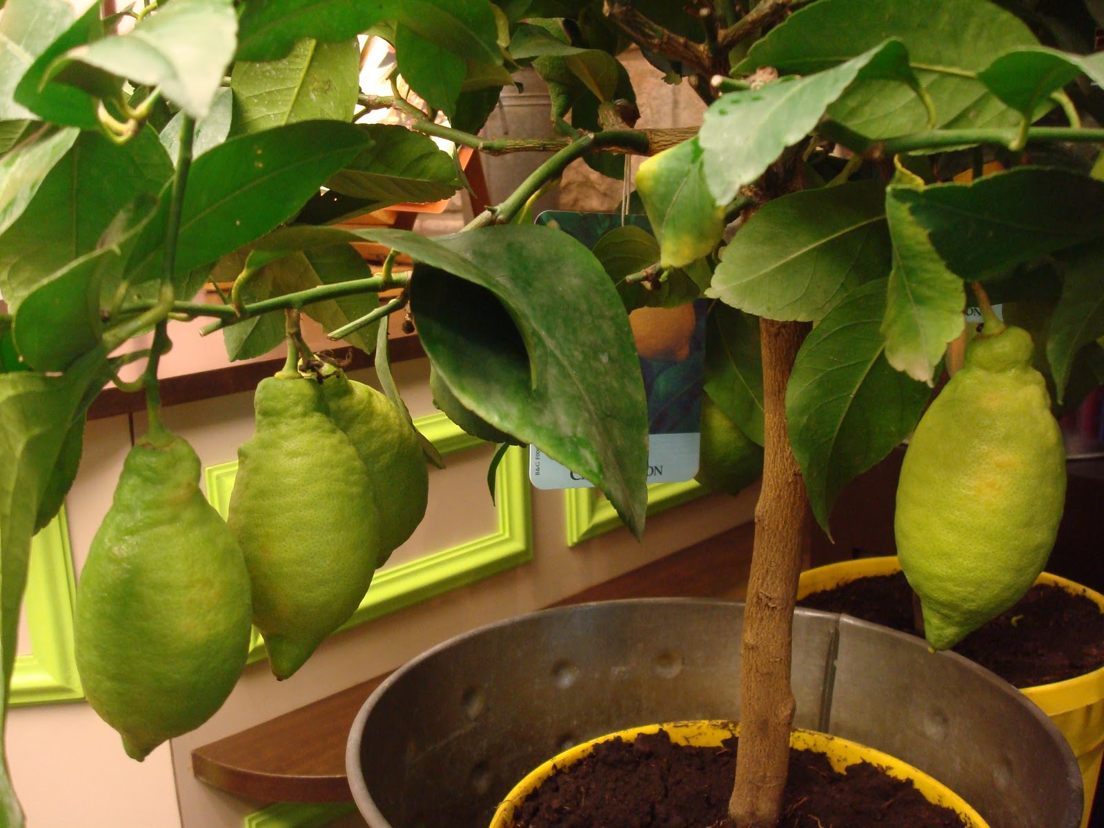 Fleuriste Isabelle Feuvrier: le citronnier (citrus limon)