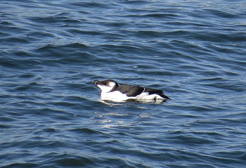 Bob the Birder: Rare visitor to Draycote Water.