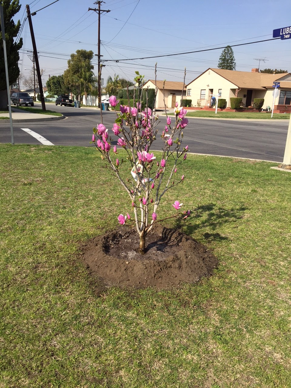Joy Somerville: Pink Alexander Magnolia Tree