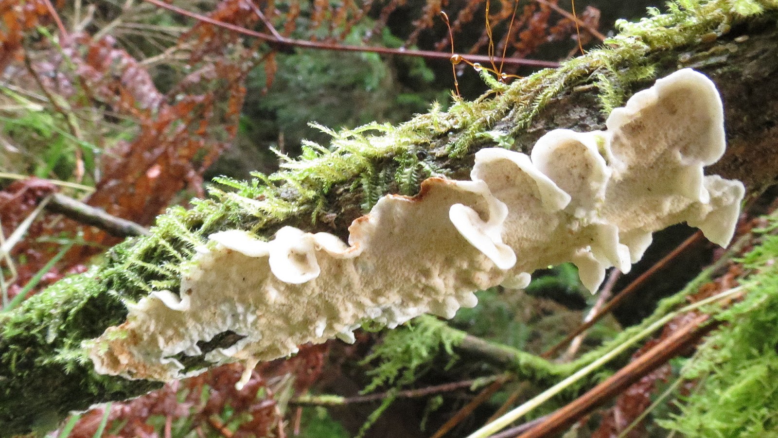The Glebe Blog: Fungi and a frosty fusion in the forest