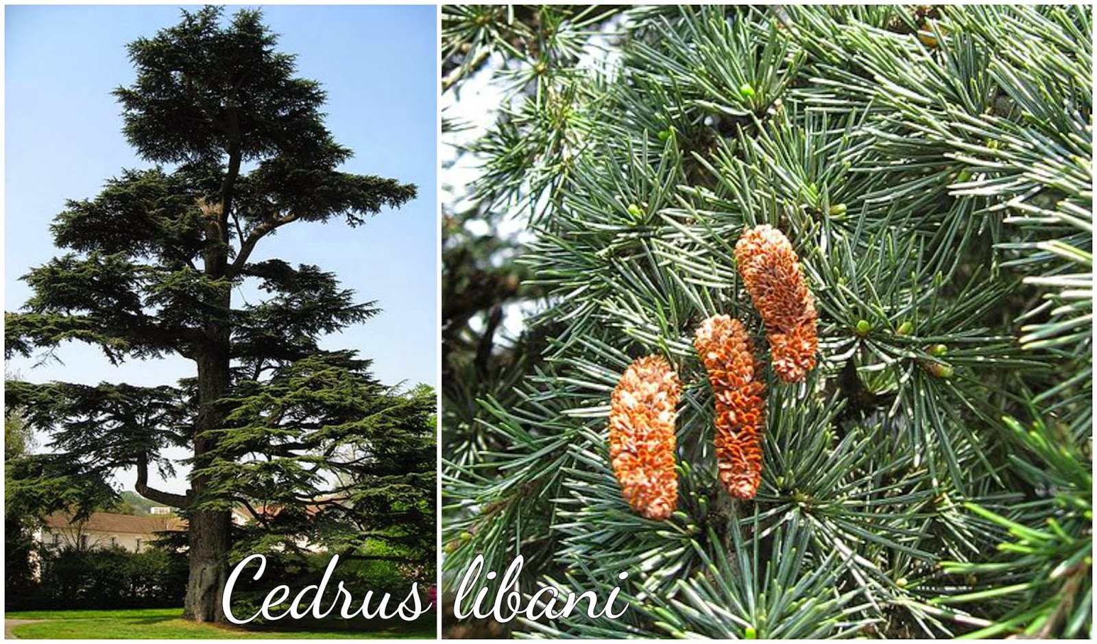 Tajanstveni Svijet Biljaka: Božje drvo!