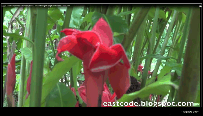 Galeri Pertanian / Perkebunan / Perikanan: Kecombrang / Honje /Kincung ...