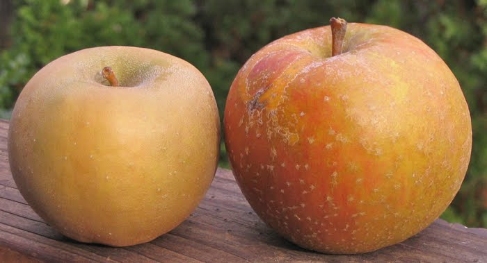 Pomme Gris vs. Ashmead's Kernel smackdown - Adam's Apples