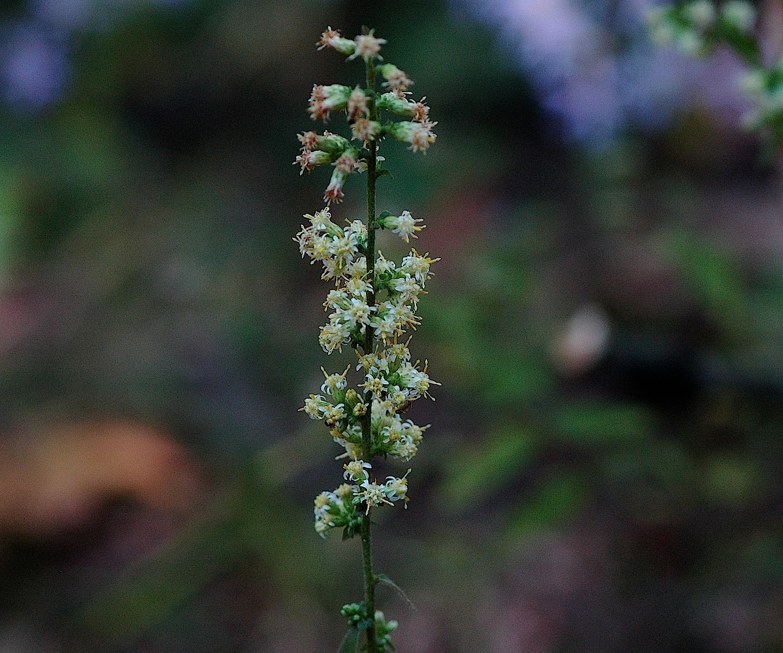 Field Biology in Southeastern Ohio: Some Ohio Goldenrods
