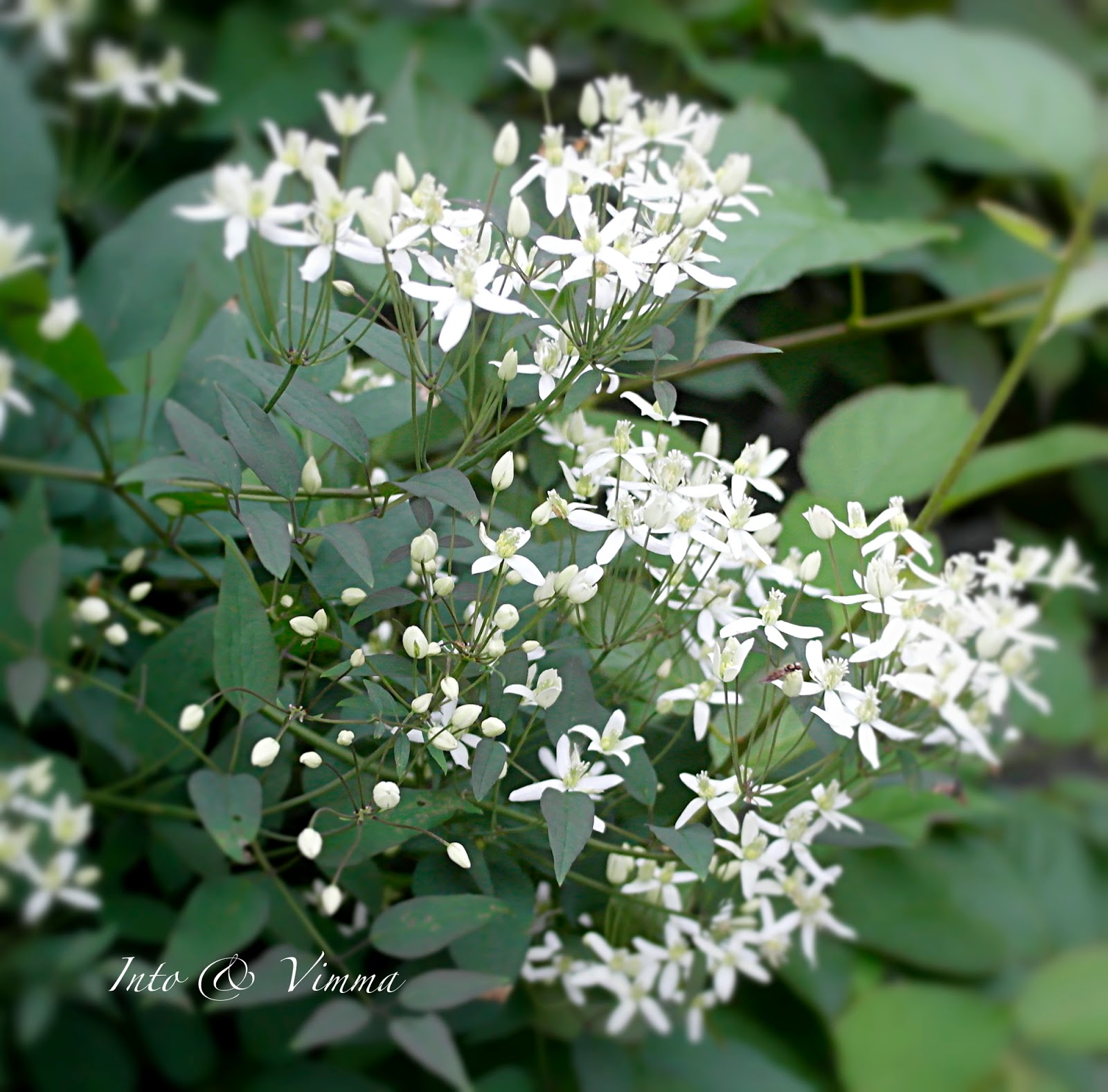 Floral Passions: Clematis recta