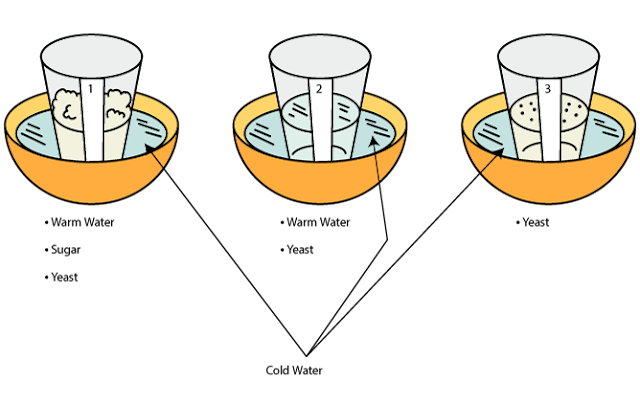 Growing Yeast: Sugar Fermentation - Science project