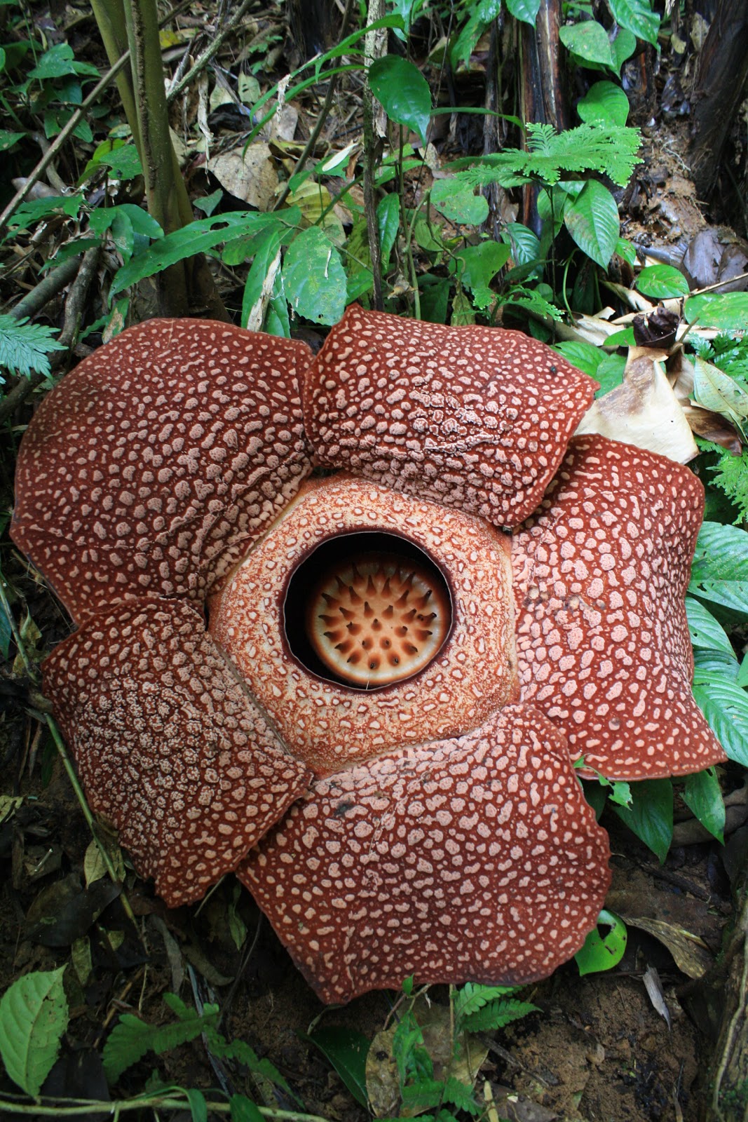 Himabio Rafflesia