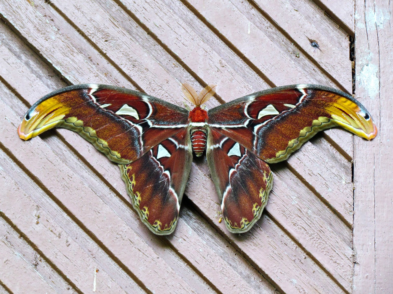 Exploring the Endangered Wonders